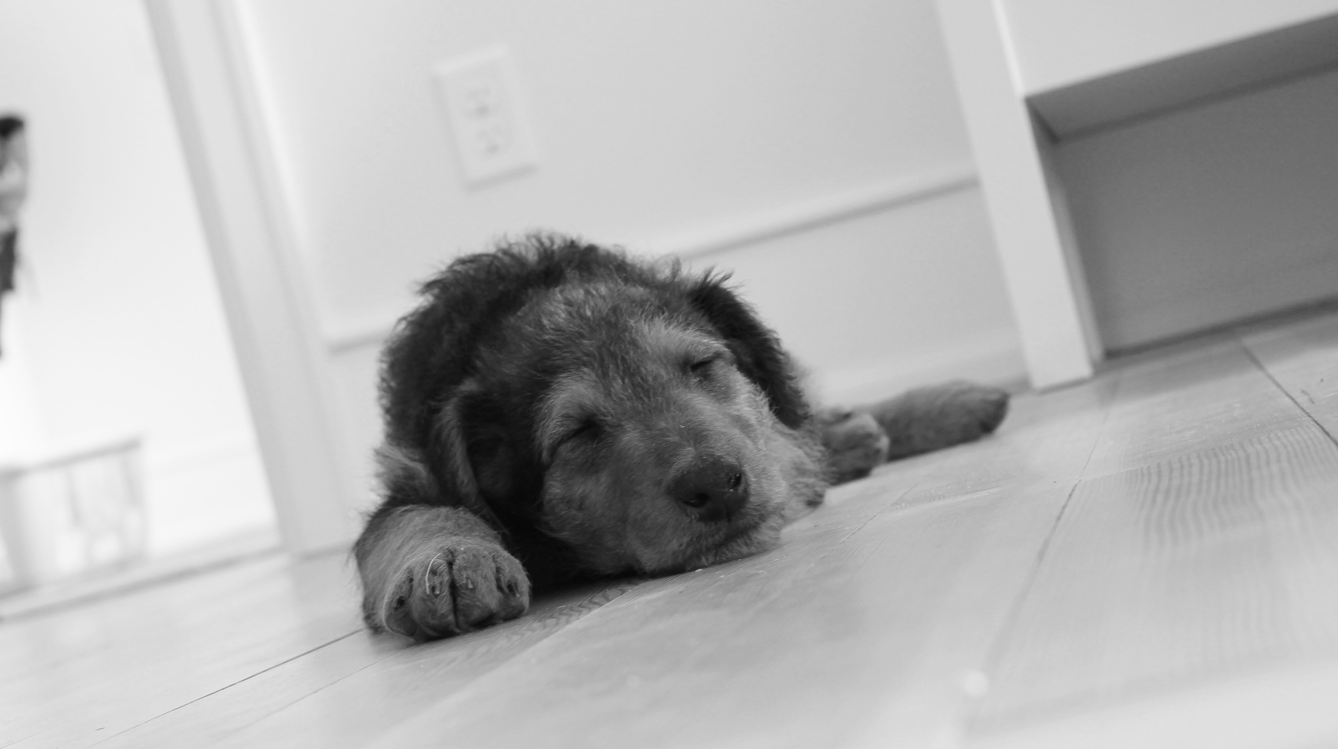 Five things you need to know before getting a puppy – Boulevard West